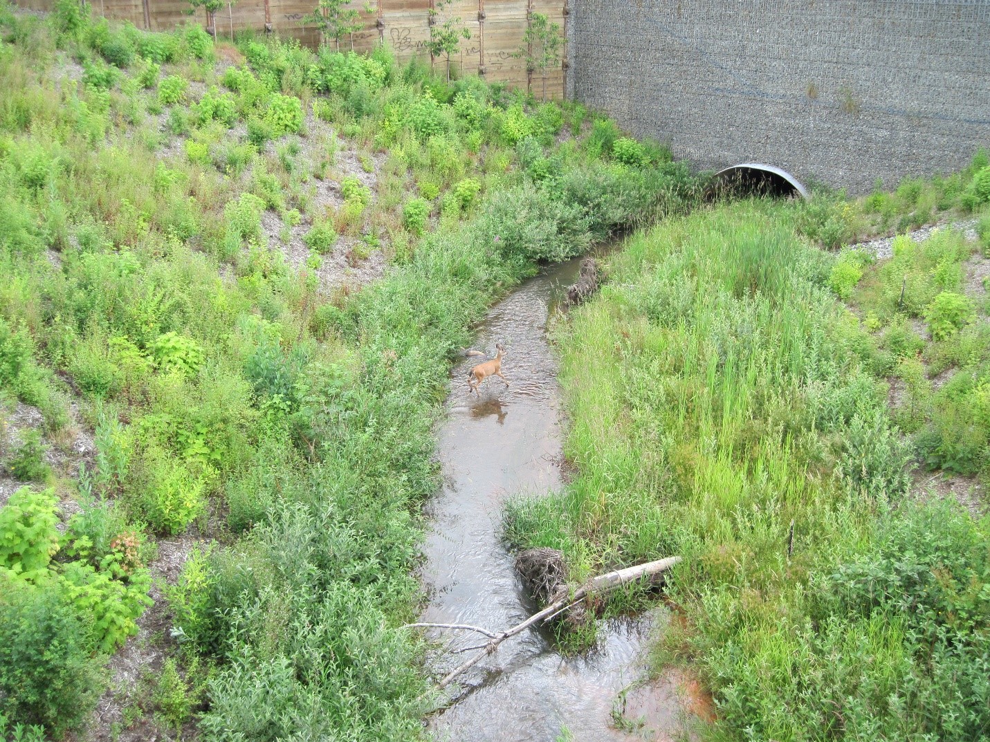 Parametrix to Provide Engineering for Olympic Region Fish Passage ...